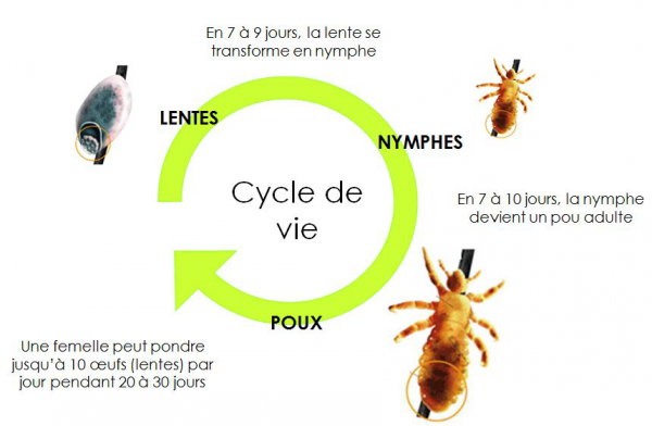 Les poux …. Toujours les poux ….. – Ecole Hamaïde
